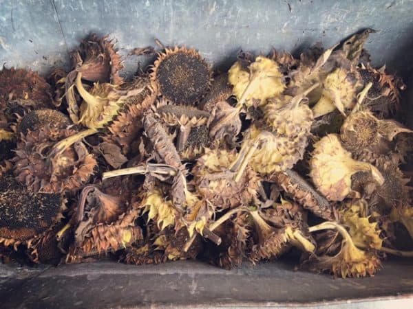 Dried Sunflowers Heads are a nice treat for the birds - Murphy Meadow Farms
