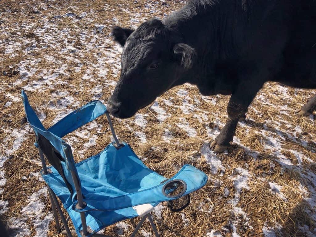 Cow Enrichment – The Folding Chair - Murphy Meadow Farms